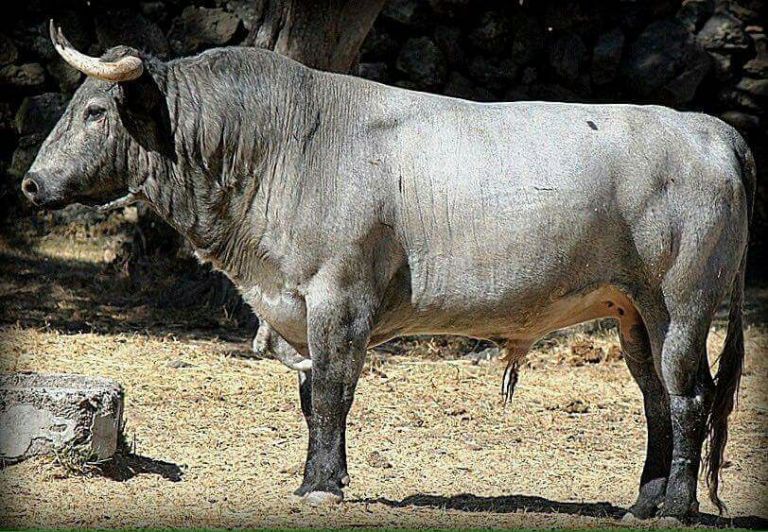 Pelajes del toro bravo (1º parte) – Toros de Lidia