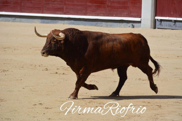 Pelajes del toro bravo (1º parte) – Toros de Lidia