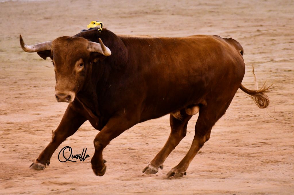 Pelajes del toro bravo (1º parte) – Toros de Lidia