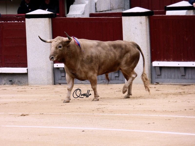 Pelajes del toro bravo (1º parte) – Toros de Lidia