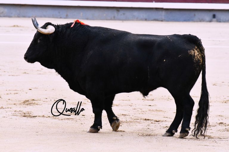 Pelajes del toro bravo (1º parte) – Toros de Lidia