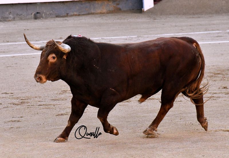 Pelajes del toro bravo (1º parte) – Toros de Lidia