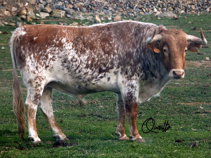 Pelajes del toro bravo (2ª parte) – Toros de Lidia