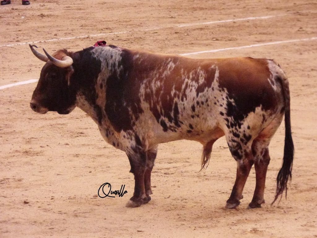 Pelajes del toro bravo (2ª parte) – Toros de Lidia