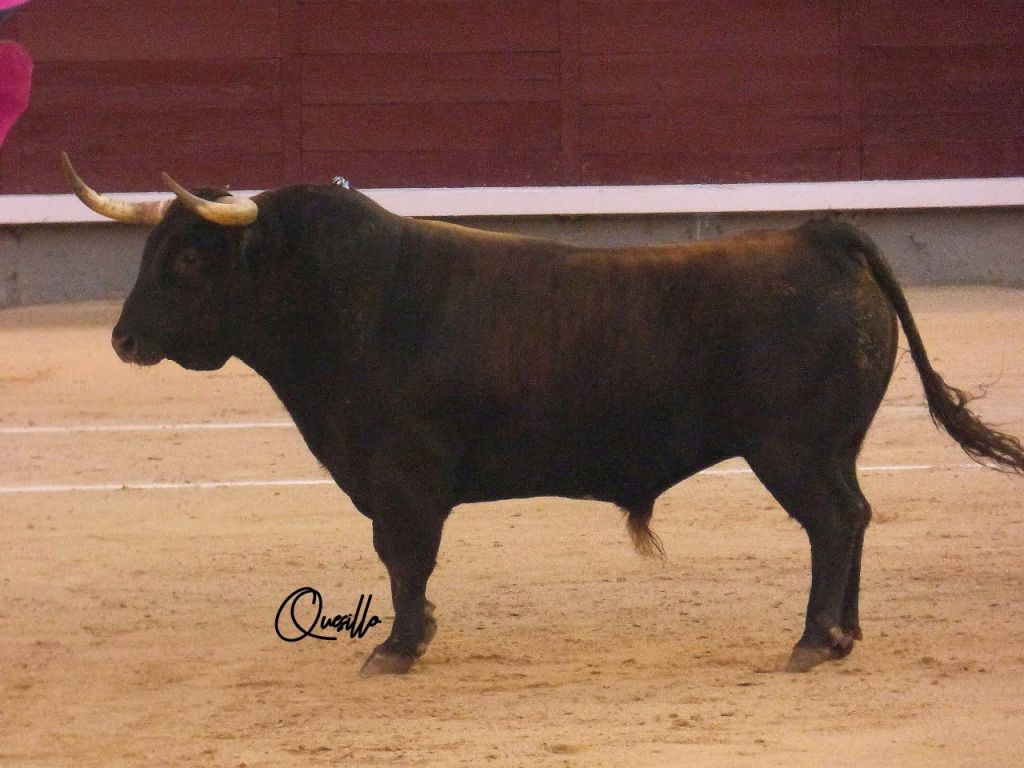 Pelajes del toro bravo (3ª Parte) – Toros de Lidia