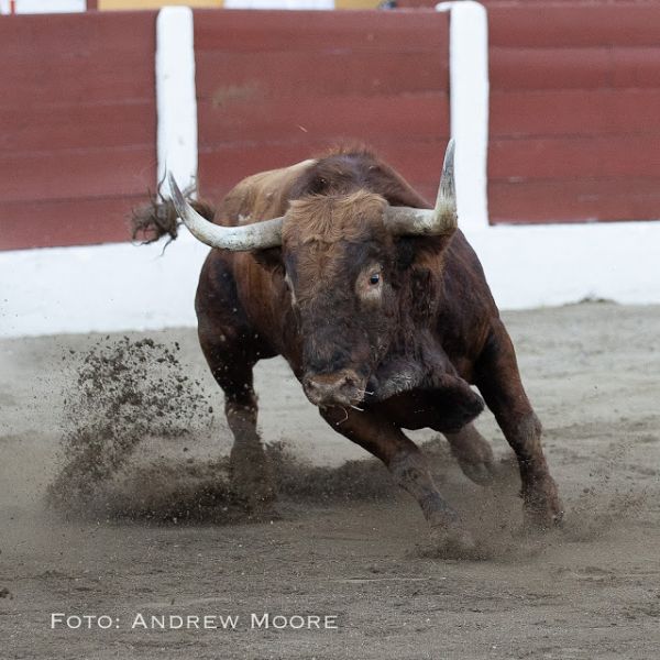TORO CASTA NAVARRA DE MIGUEL RETA – Toros de Lidia